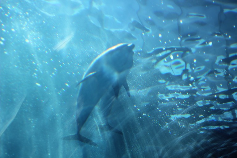 Electric Glowing Dolphins - A First Class Sailing Blog